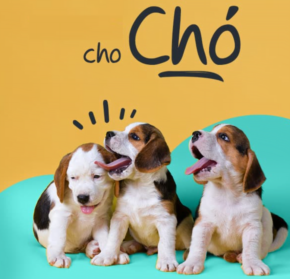 Y tế, thuốc cho chó